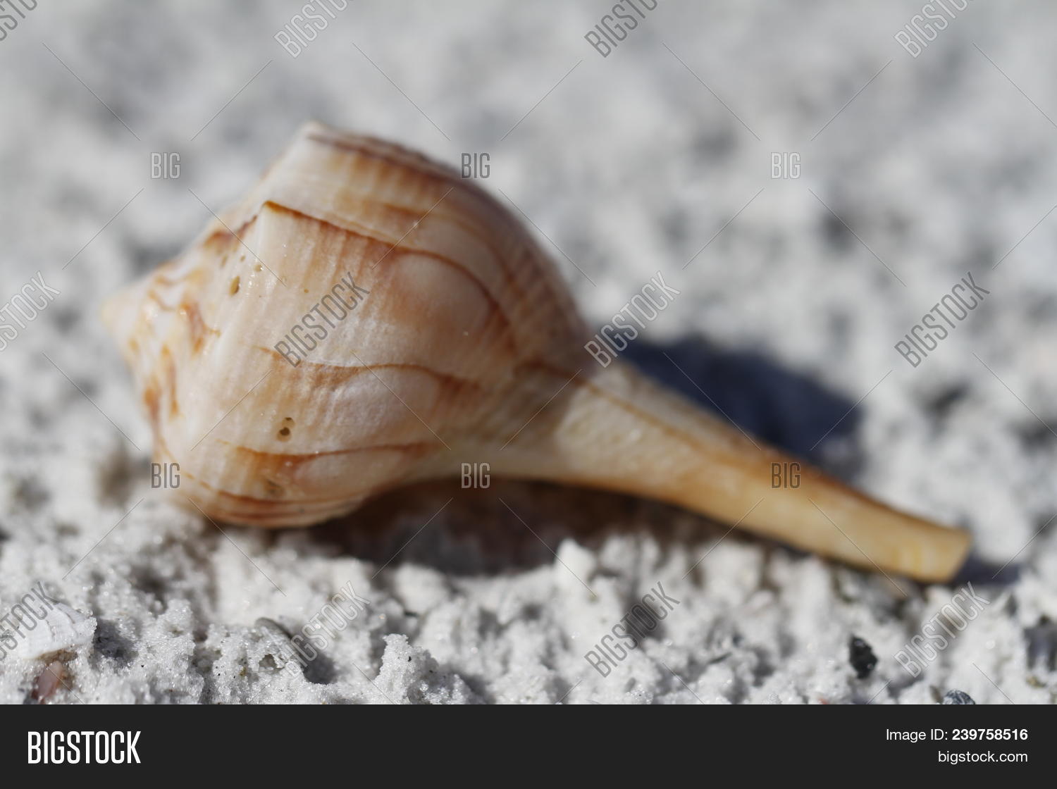 Lightning Whelk Shell Image & Photo (Free Trial) | Bigstock