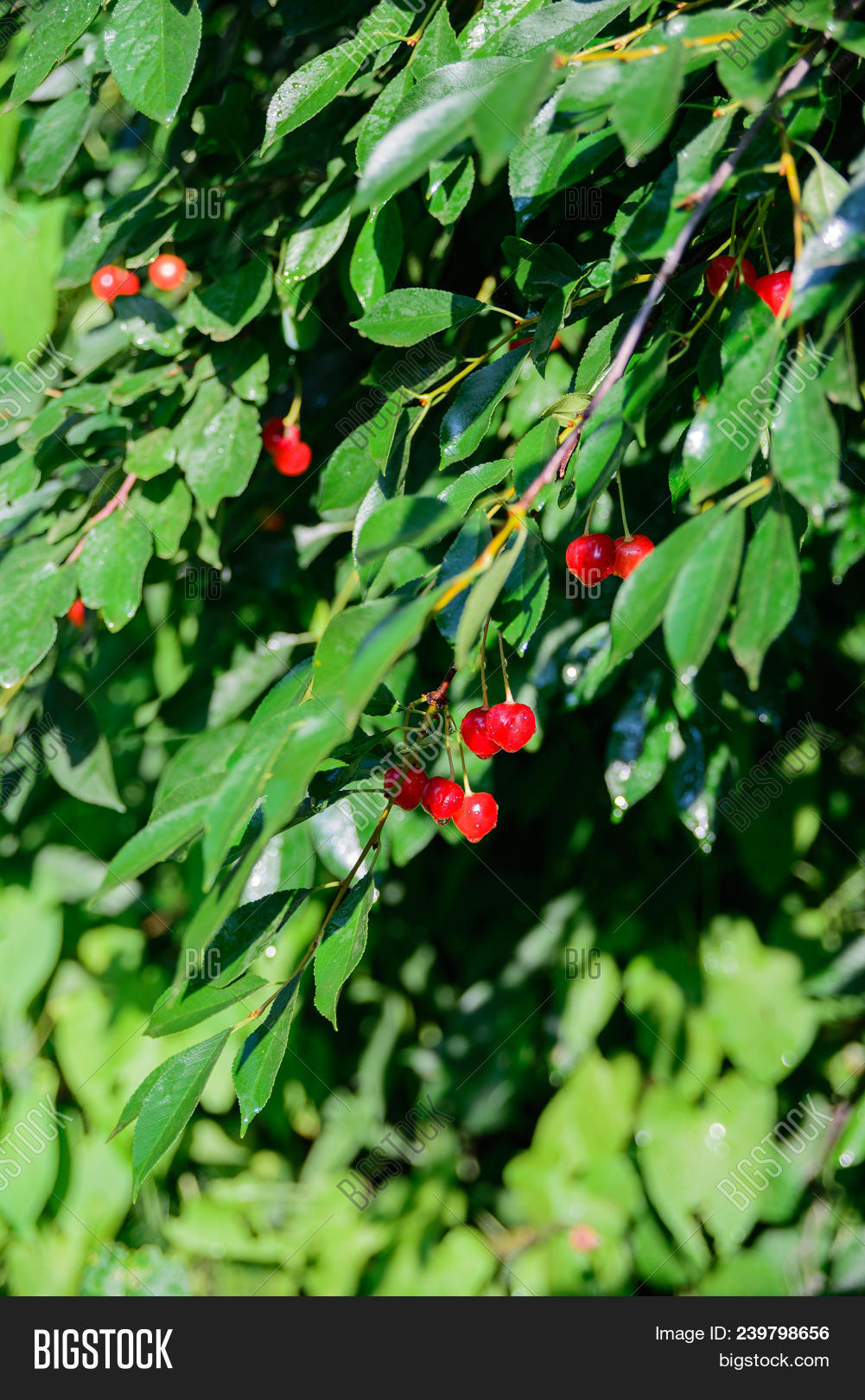 Cherry Branch Red Image & Photo (Free Trial) | Bigstock