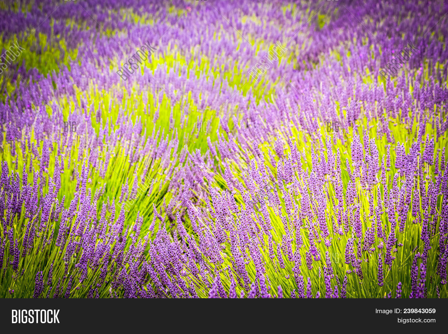 Beautiful Lavender Image & Photo (Free Trial) | Bigstock