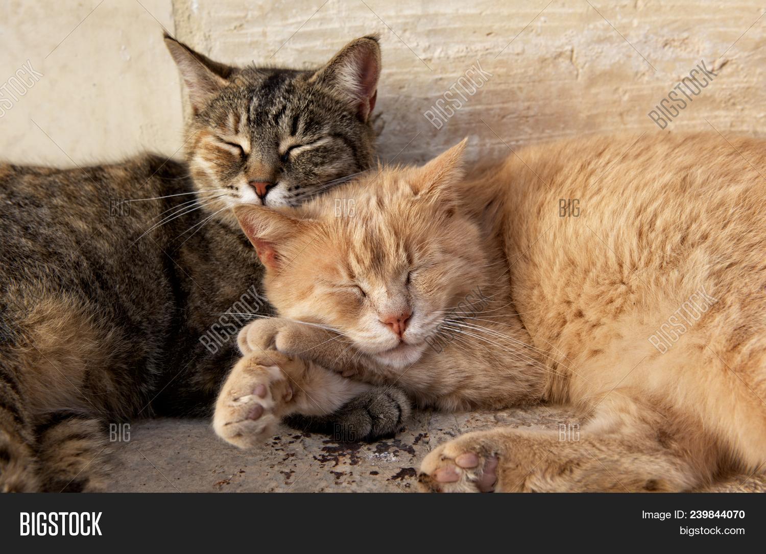 Wo Cats, Brown Yellow Image & Photo (Free Trial) | Bigstock