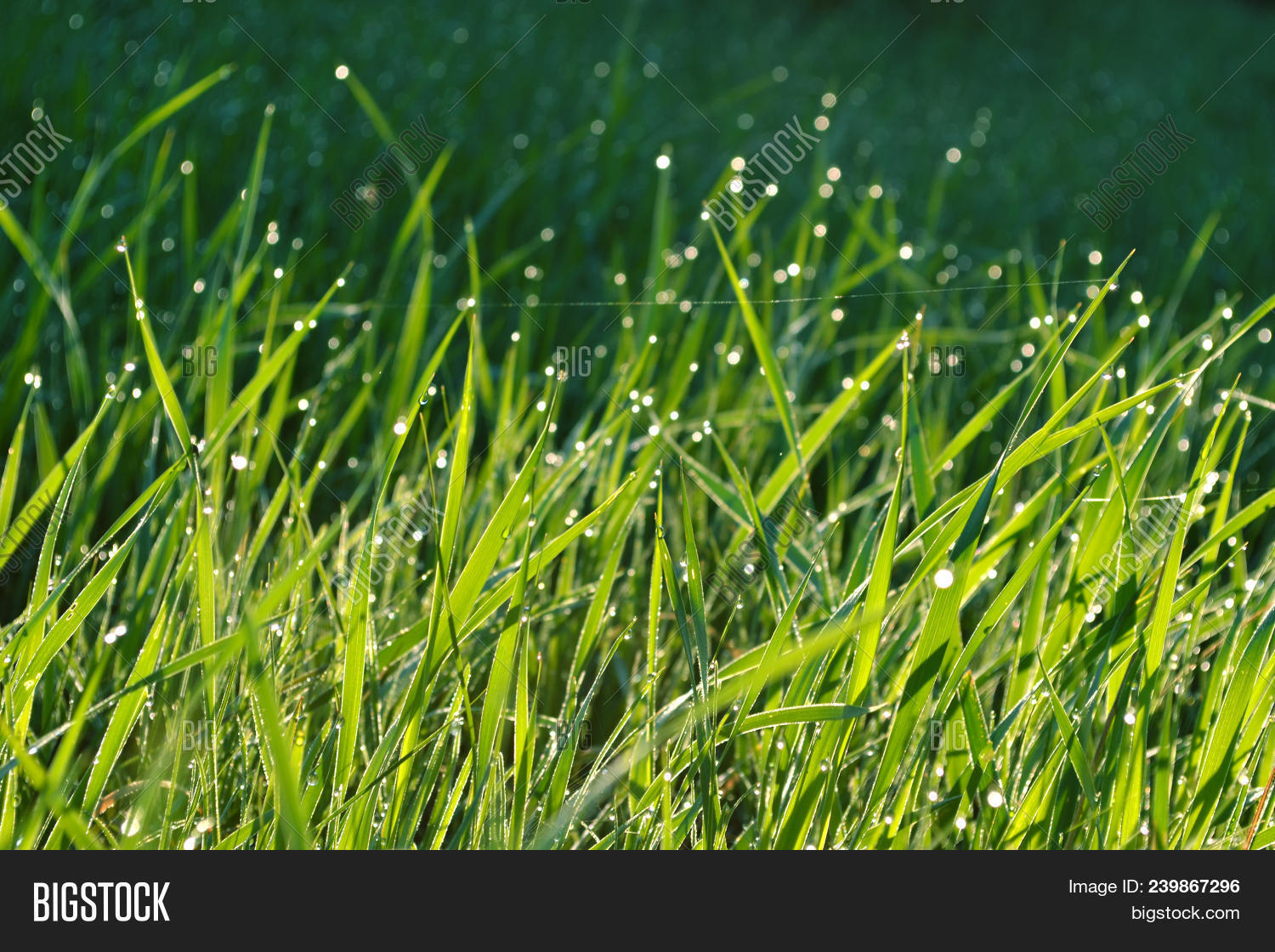 Wet Grass Dawn Dew Image & Photo (Free Trial) | Bigstock