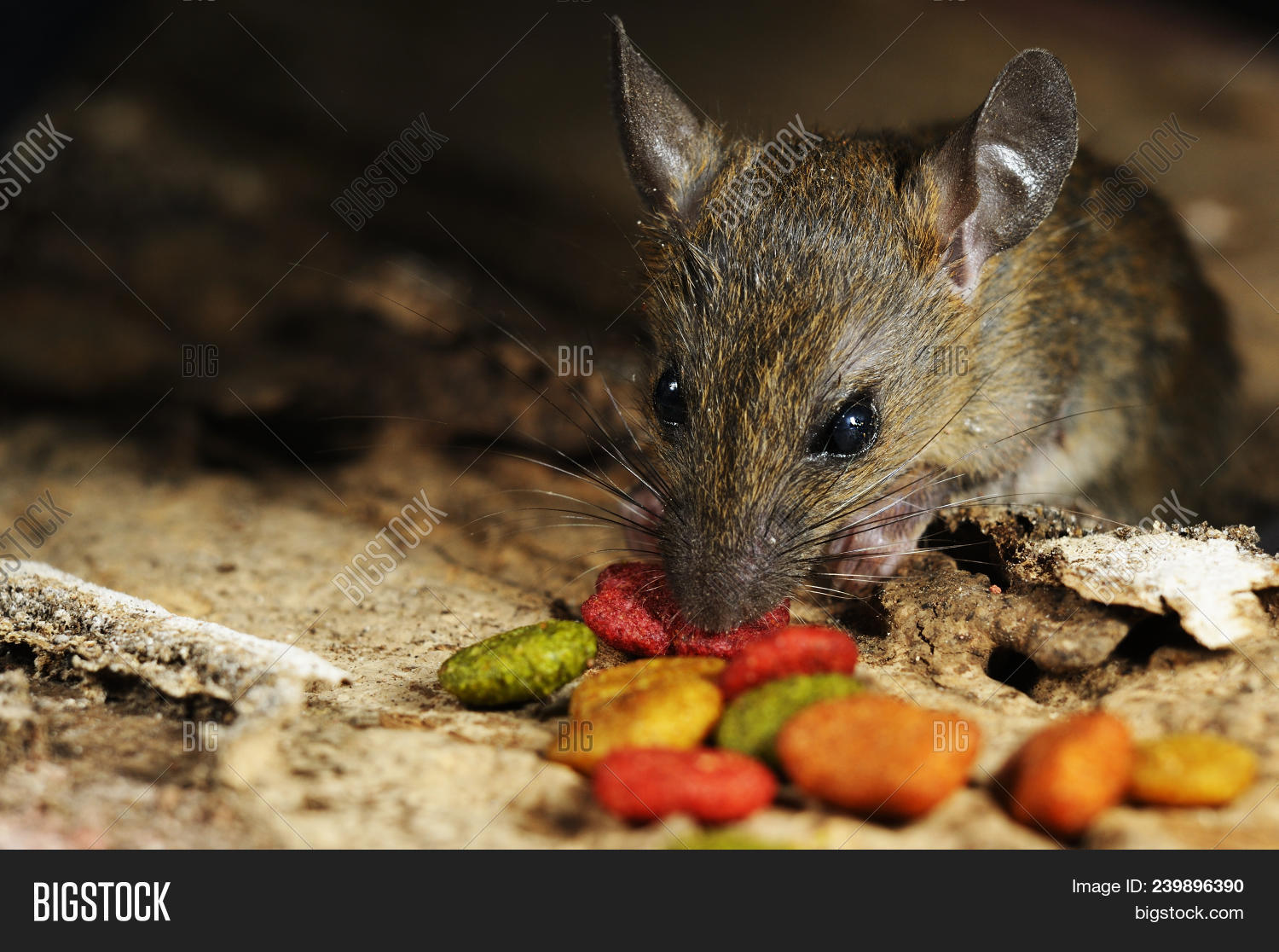 Rat Eating Feed On Image & Photo (Free Trial) | Bigstock