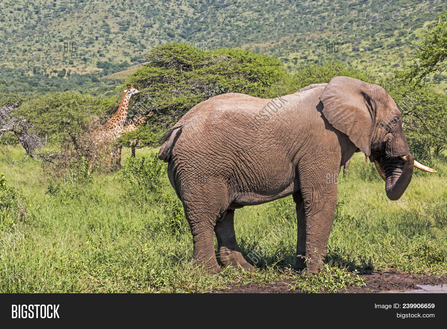 Elephant Two Giraffe Image & Photo (Free Trial) | Bigstock