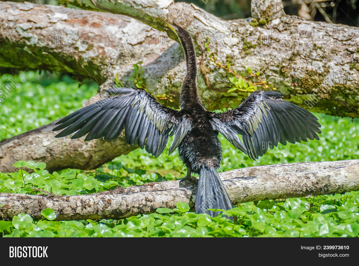 Anhinga (anhinga Image & Photo (Free Trial) | Bigstock