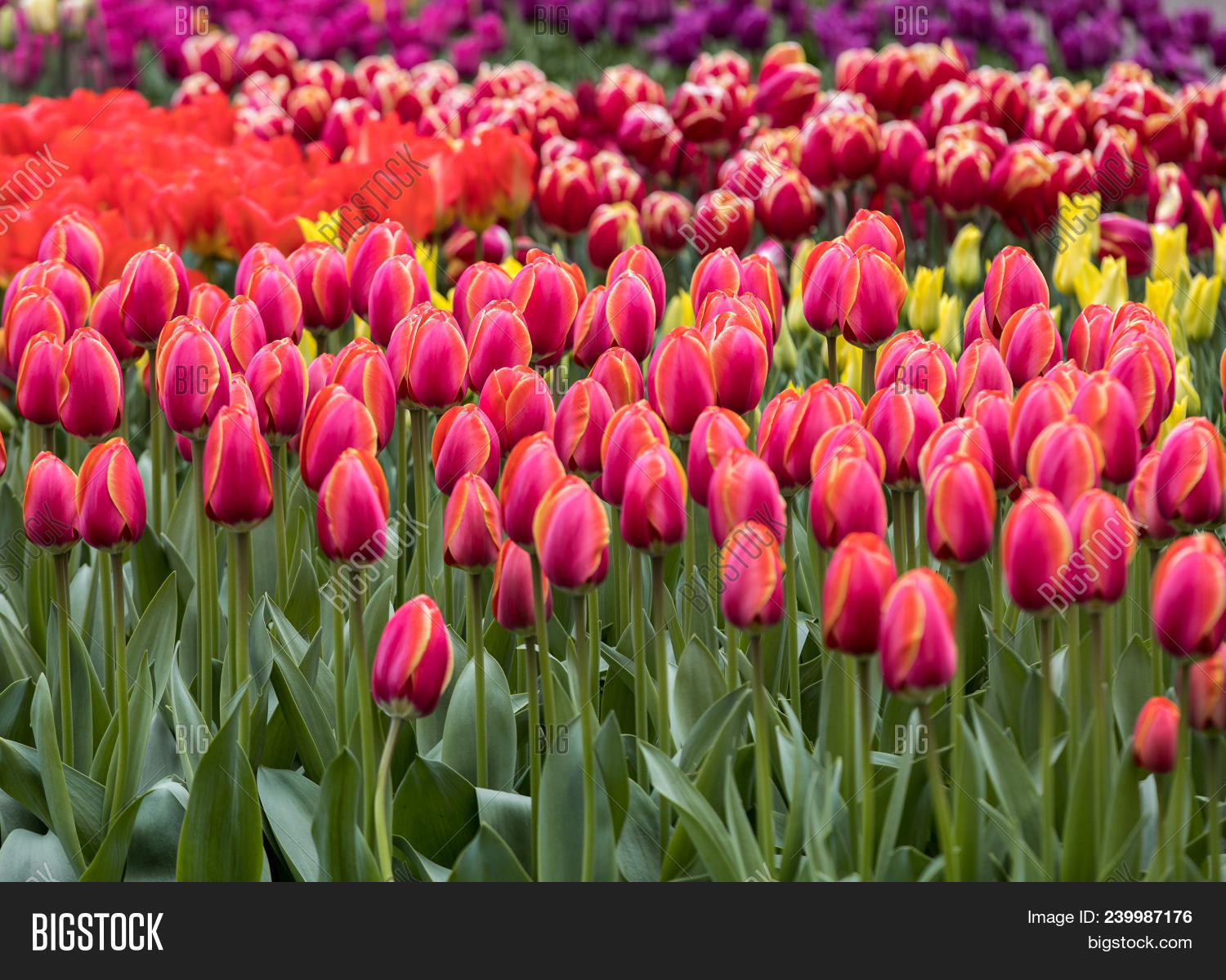 Colorful Tulips Image & Photo (Free Trial) | Bigstock