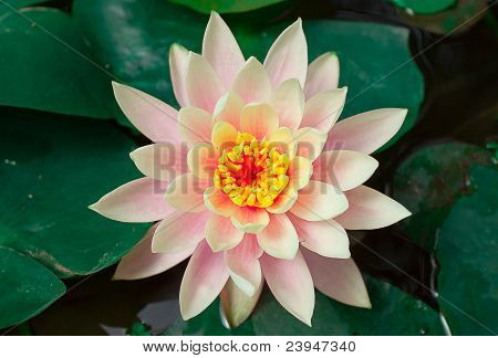Liliya Flower Image & Photo (Free Trial) | Bigstock