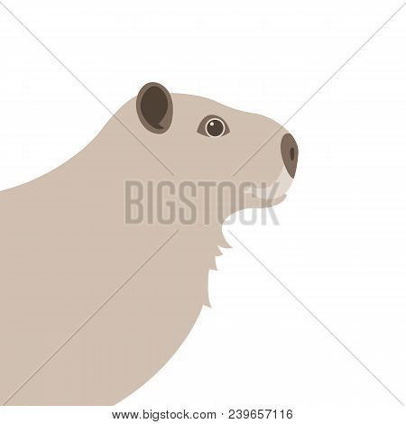 Capybara Head Vector Vector & Photo (Free Trial) | Bigstock