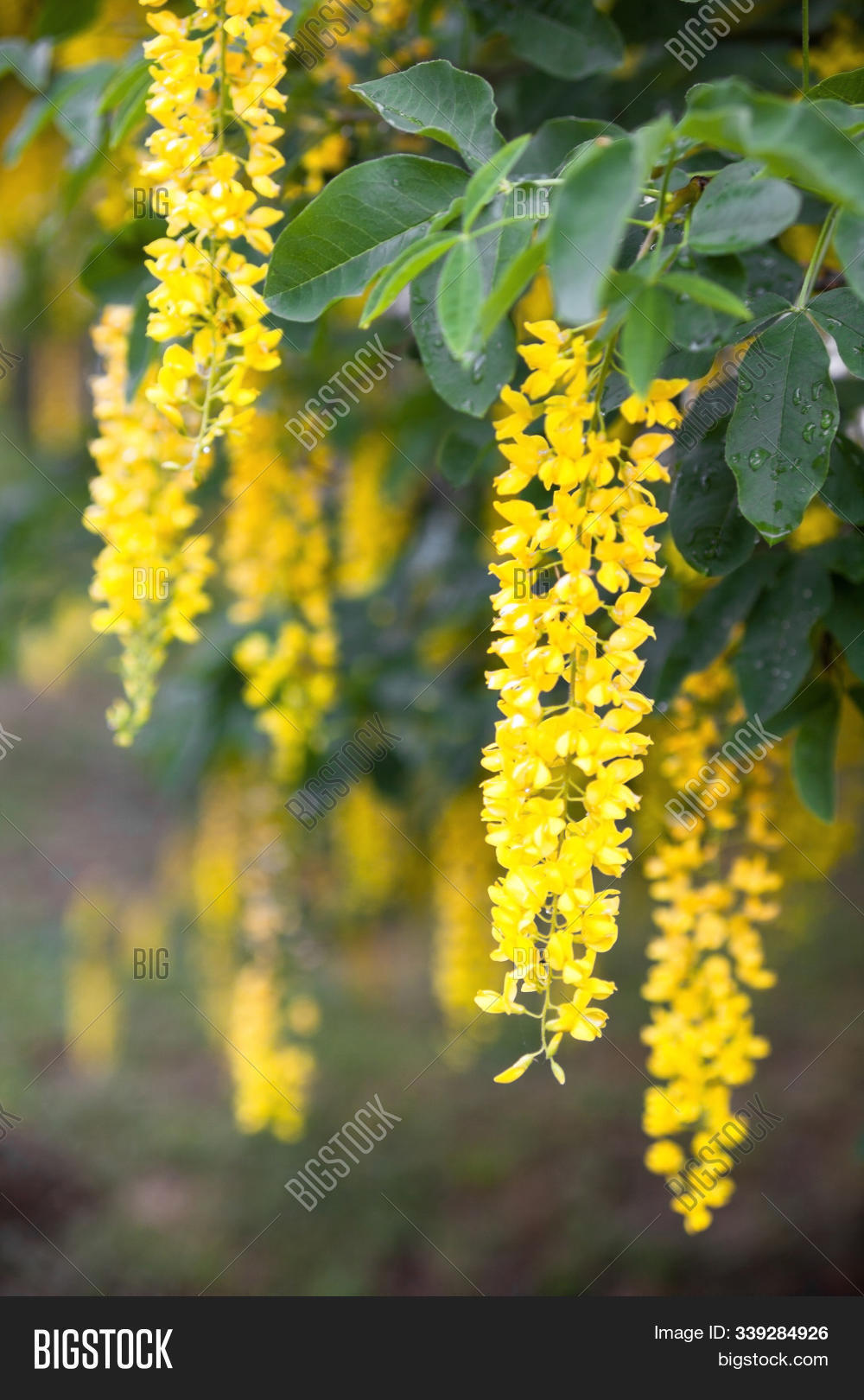 Blooming Laburnum Tree Image & Photo (Free Trial) | Bigstock