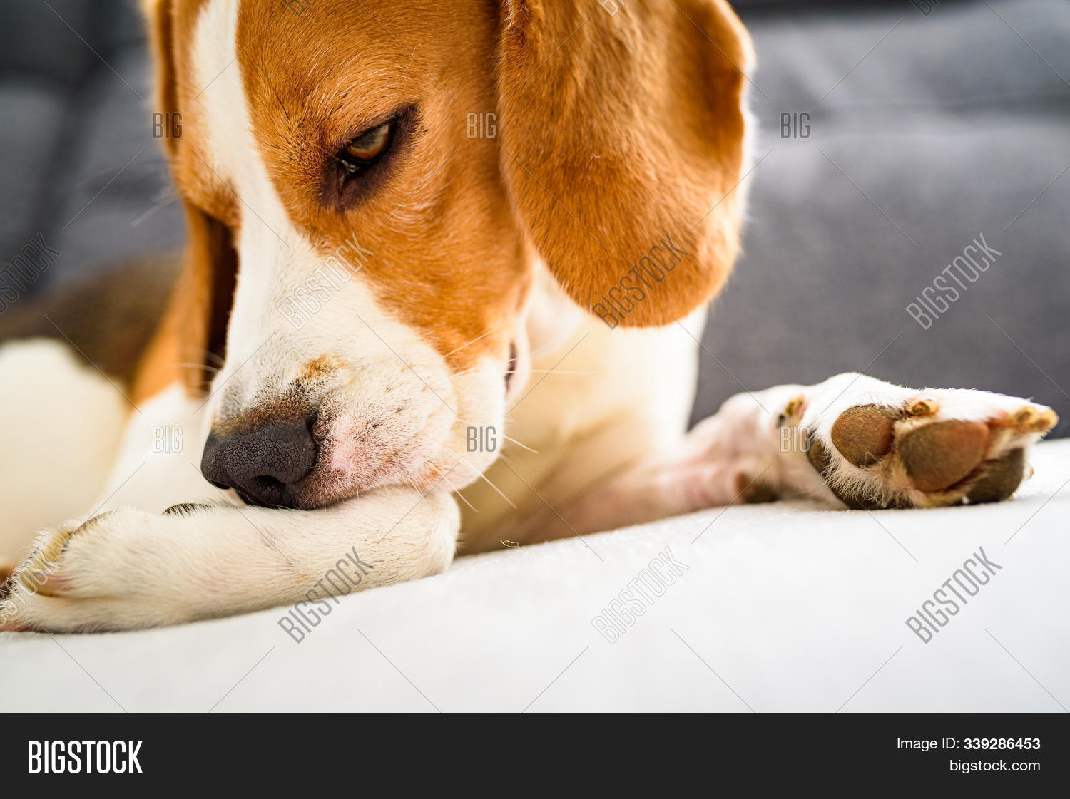 Beagle Dog Biting His Image & Photo (Free Trial) | Bigstock