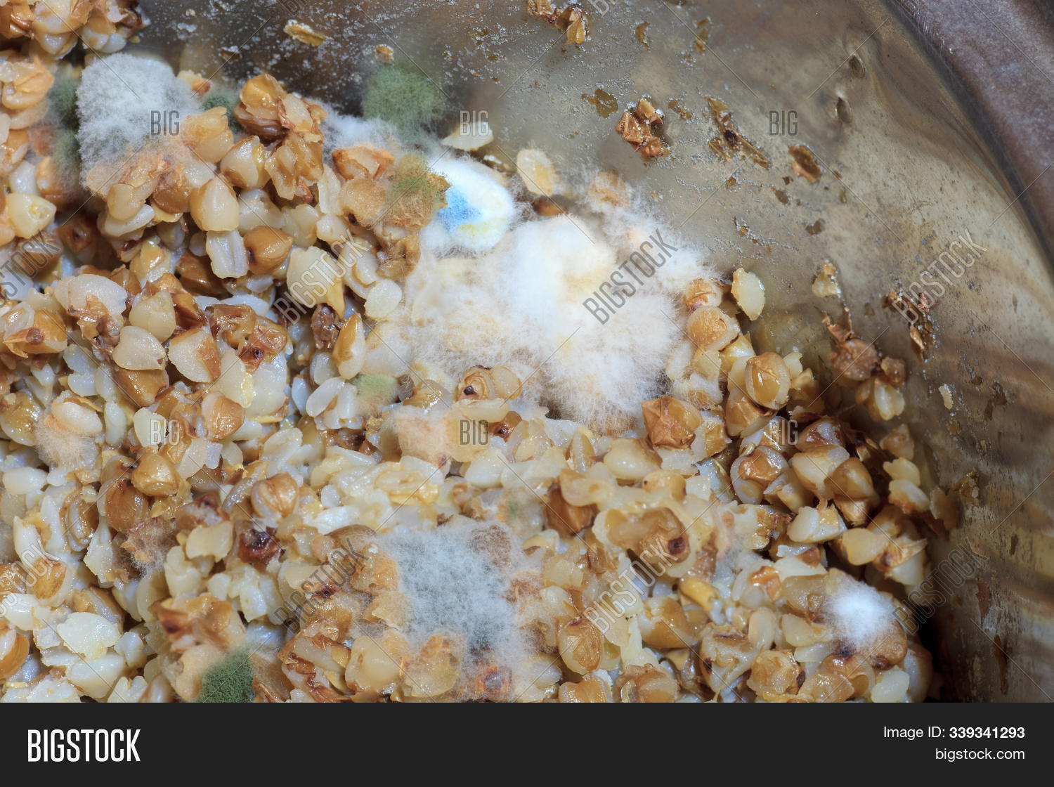 Fluffy Fungi Spores Image & Photo (Free Trial) | Bigstock