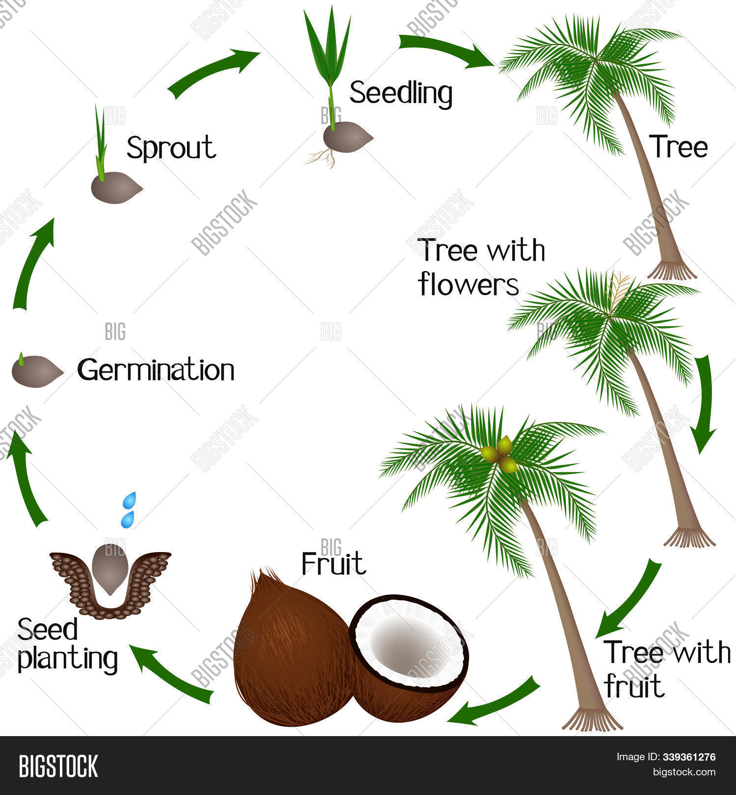 Cycle Coconut Plant Vector & Photo (Free Trial) | Bigstock