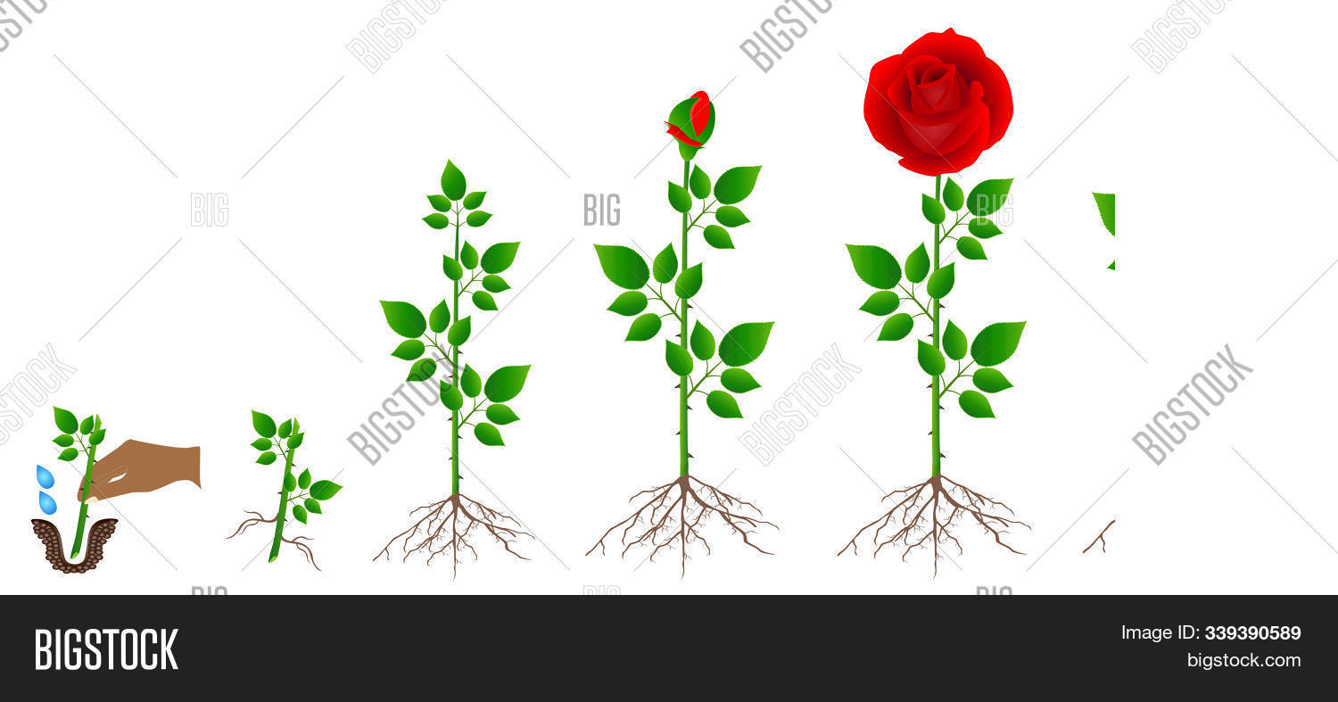 Cycle Red Rose Plant Vector & Photo (Free Trial) | Bigstock