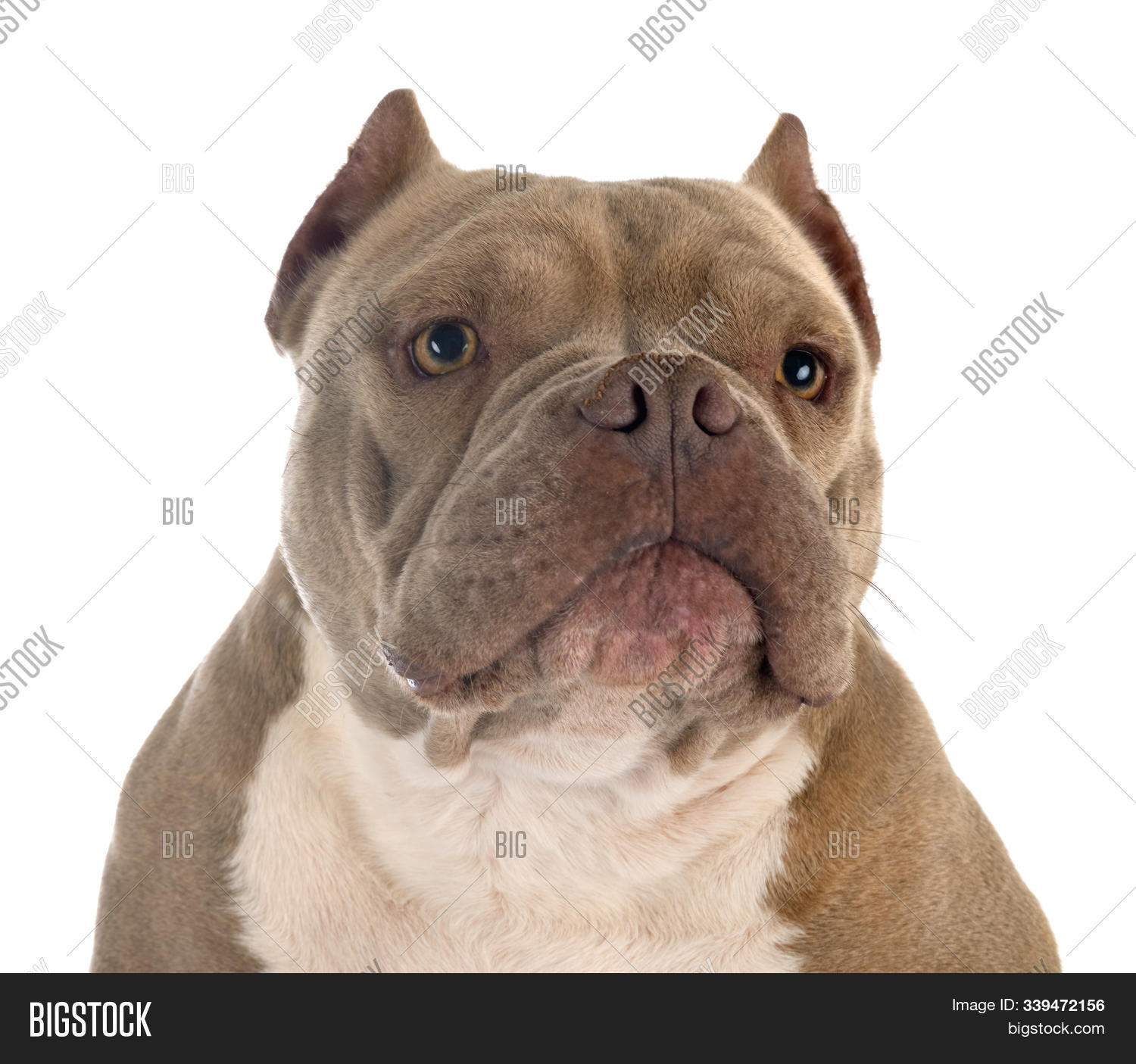American Bully Front Image & Photo (Free Trial) | Bigstock