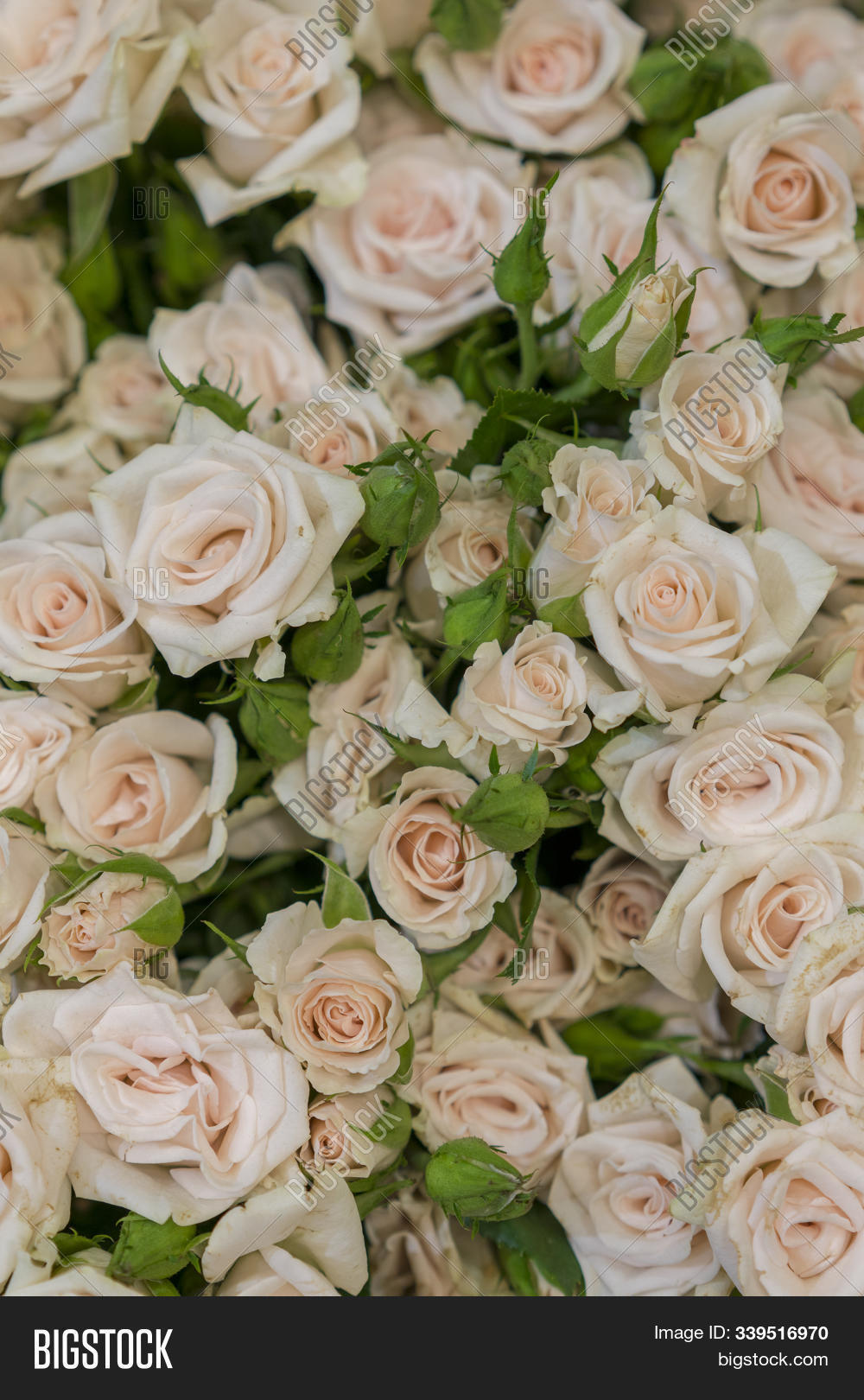 Huge Bouquet Of White Roses