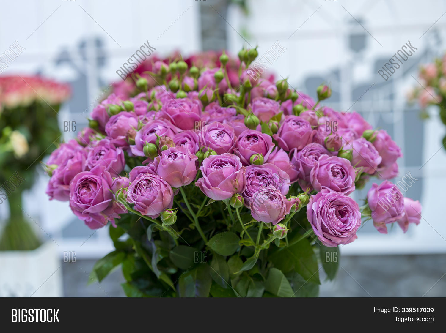 Fresh Purple Roses. Image & Photo (Free Trial) | Bigstock