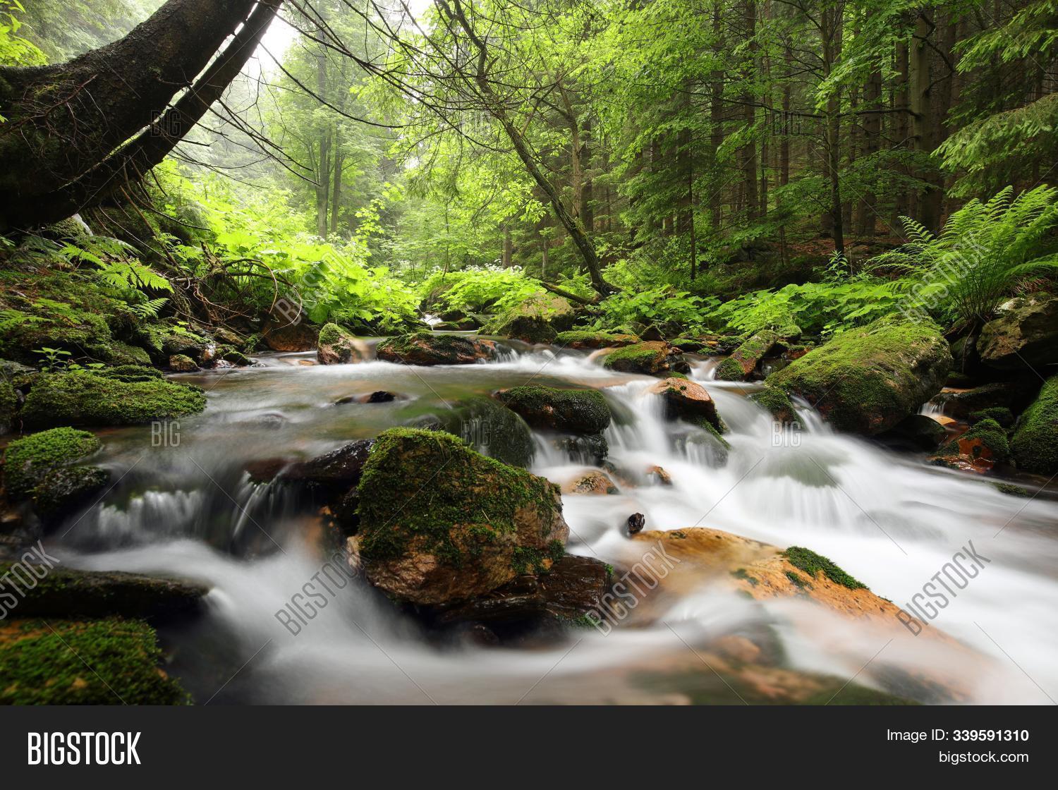 Image et photo de Forest Stream (essai gratuit) | Bigstock