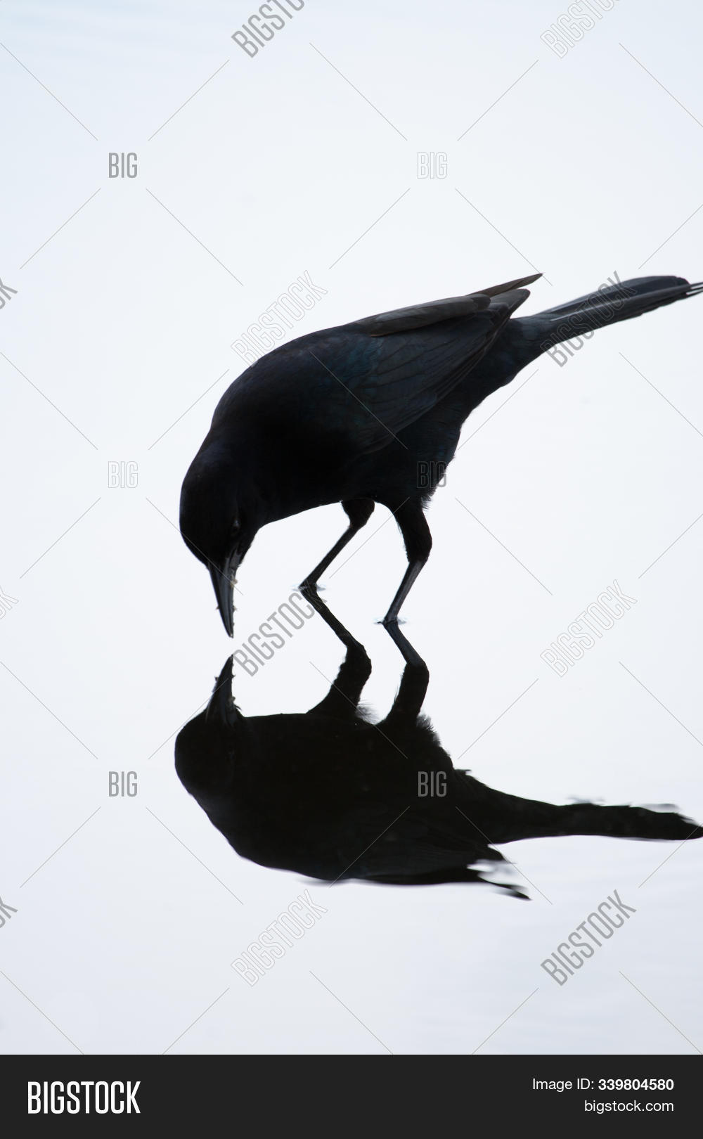 Single Black Bird Image & Photo (Free Trial) | Bigstock