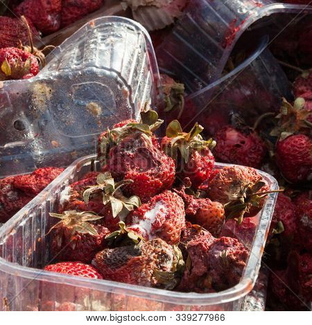 Rotten Garden Image & Photo (Free Trial) | Bigstock
