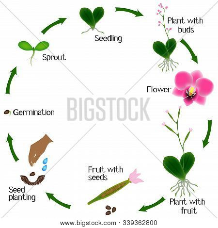 Cycle Orchid Plant Vector & Photo (Free Trial) | Bigstock