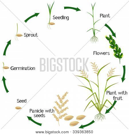 Cycle Rice Plant Vector & Photo (Free Trial) | Bigstock