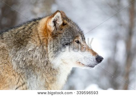 Alpha Wolf Images, Illustrations & Vectors (Free) - Bigstock