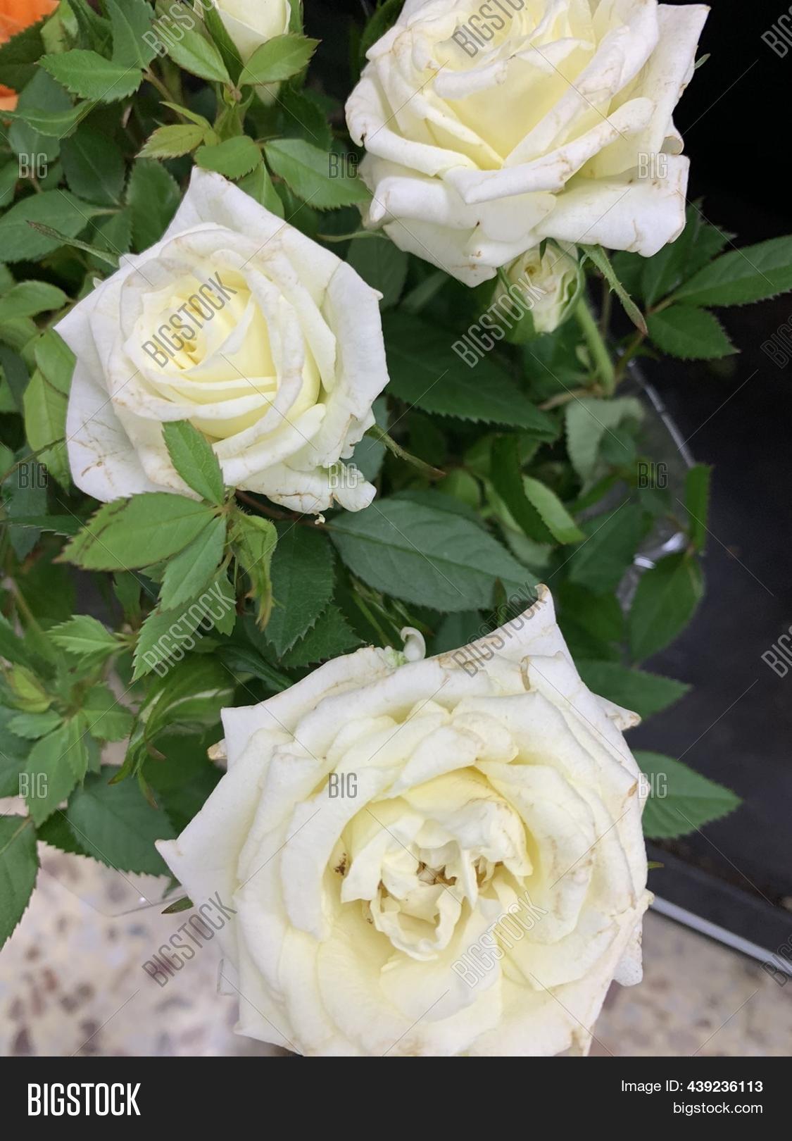 Picture White Rose Image & Photo (Free Trial) | Bigstock