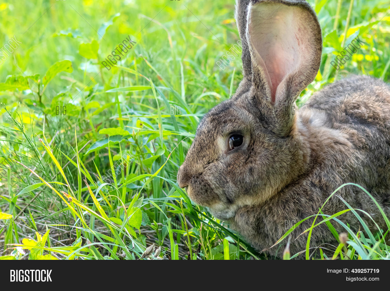Big Gray Rabbit Breed Image & Photo (Free Trial) | Bigstock