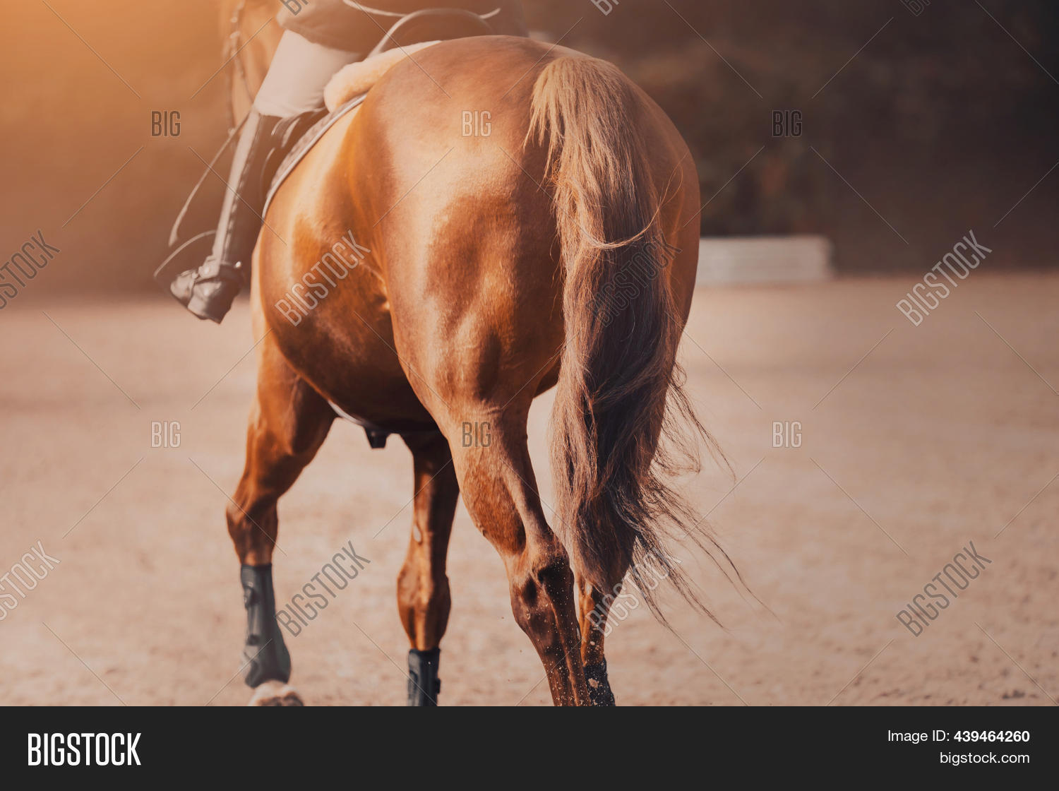Rear View Bay Horse Image & Photo (Free Trial) | Bigstock