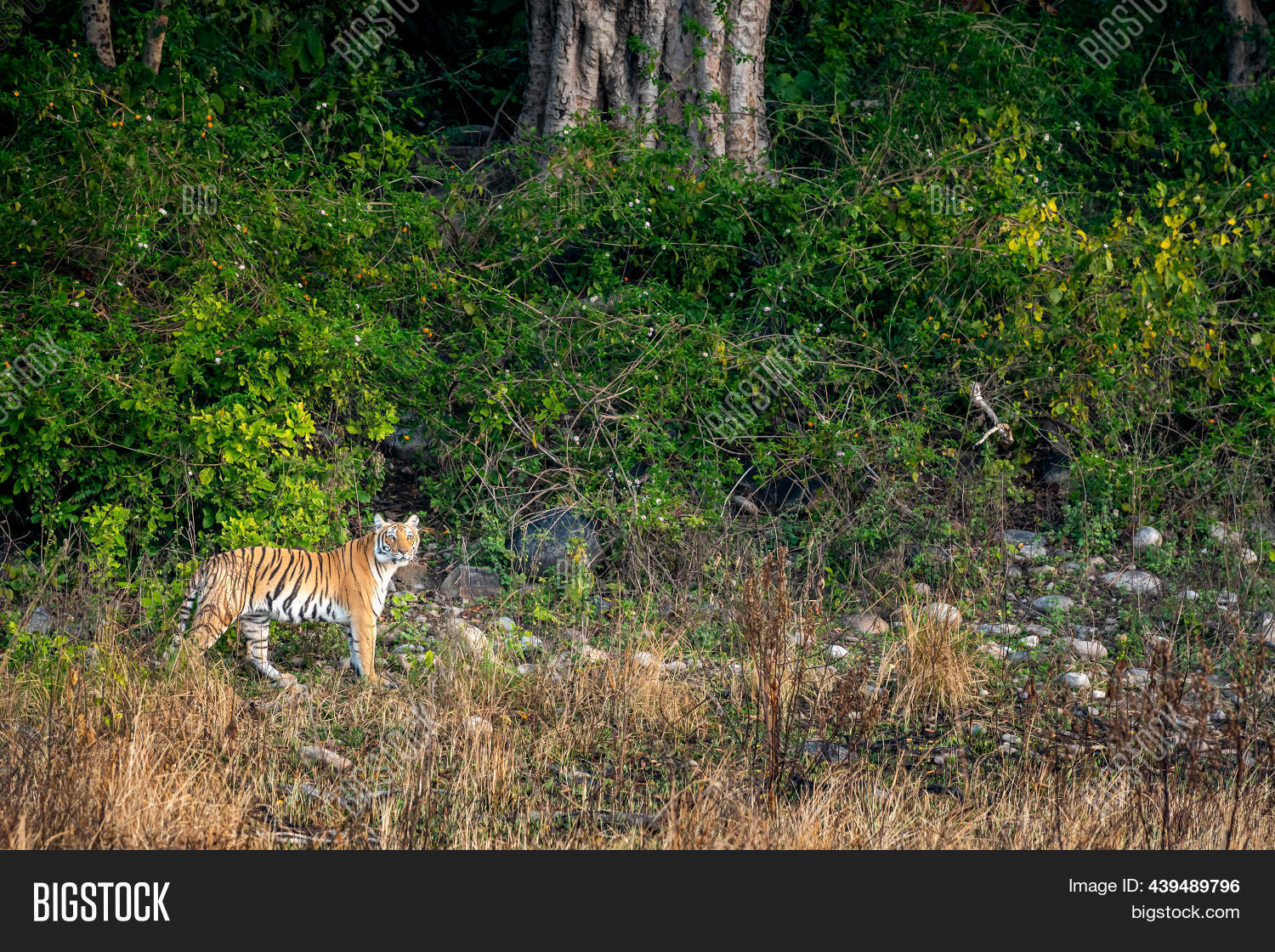 Wild Female Tiger Image & Photo (Free Trial) | Bigstock