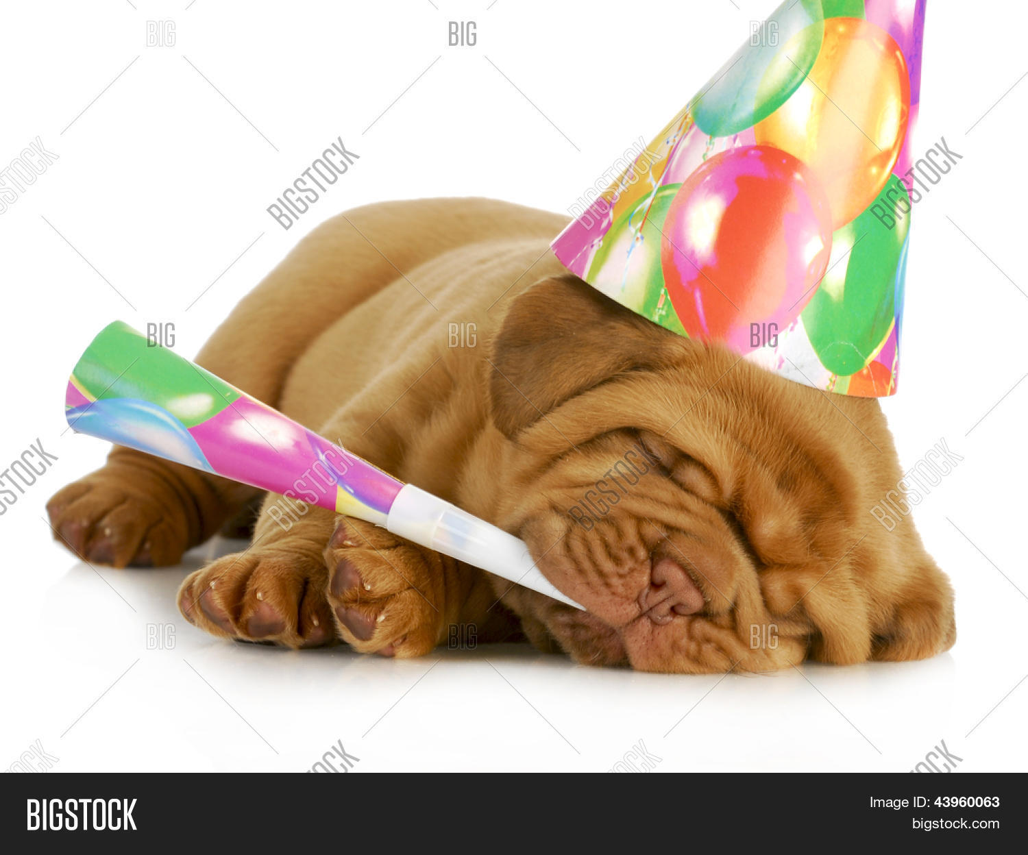 Birthday Pupp - Dogue Image & Photo (Free Trial) | Bigstock
