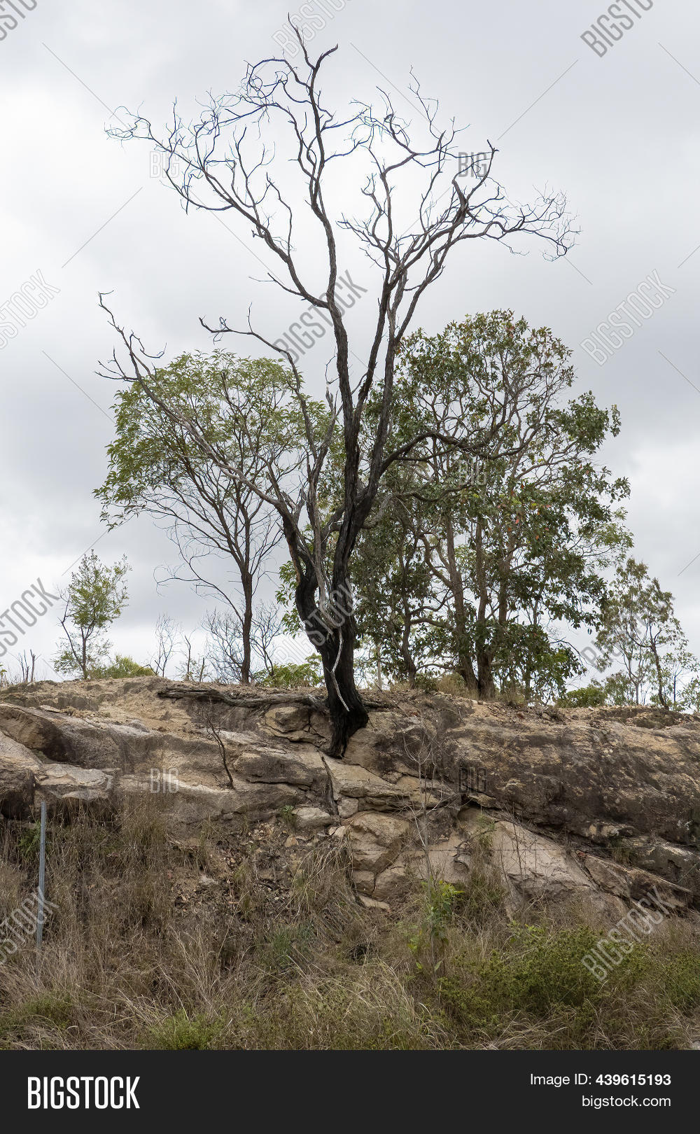 Tree Growing Out Side Image & Photo (Free Trial) | Bigstock