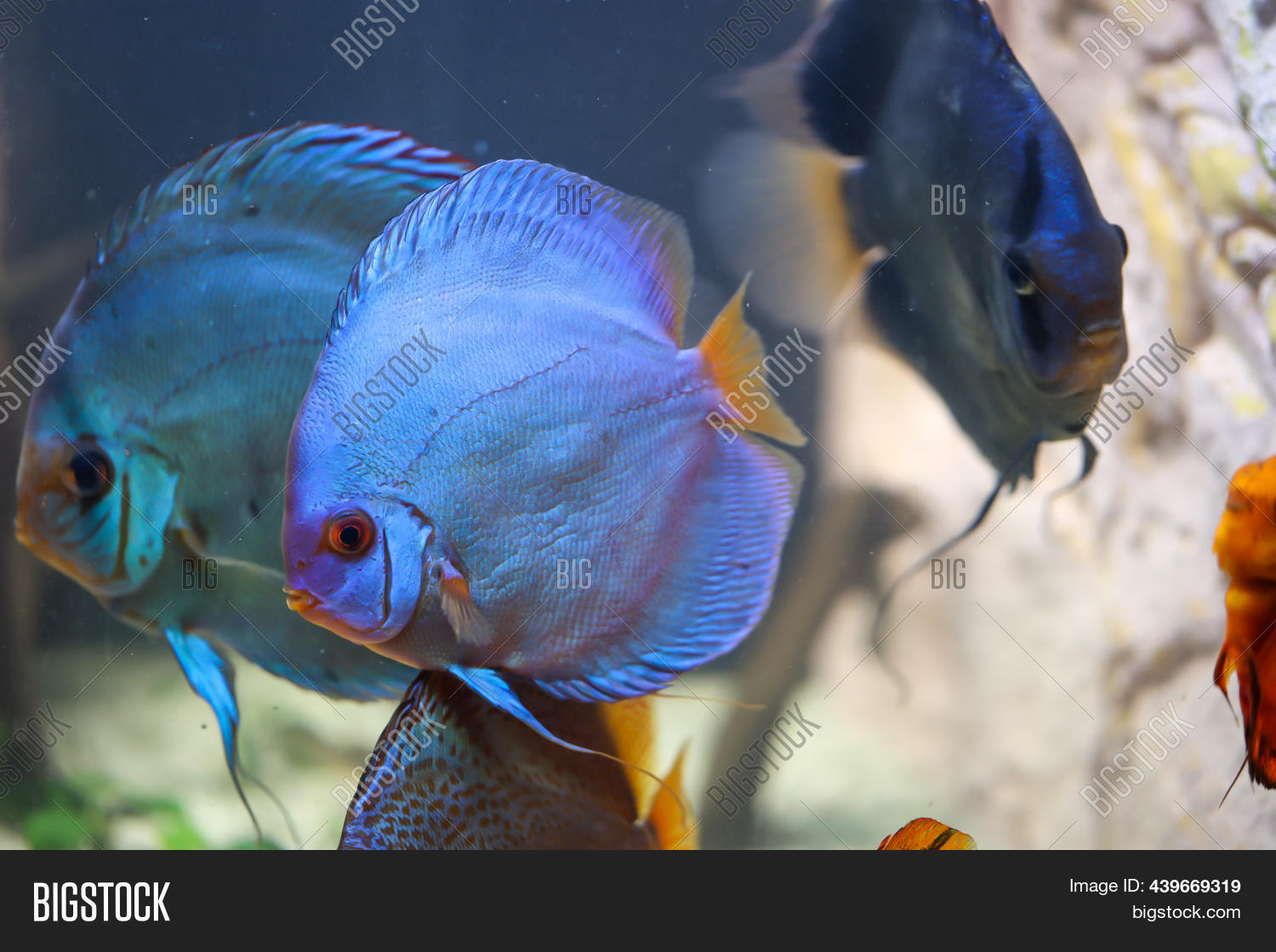 Portrait Discus Fish Image & Photo (Free Trial) | Bigstock