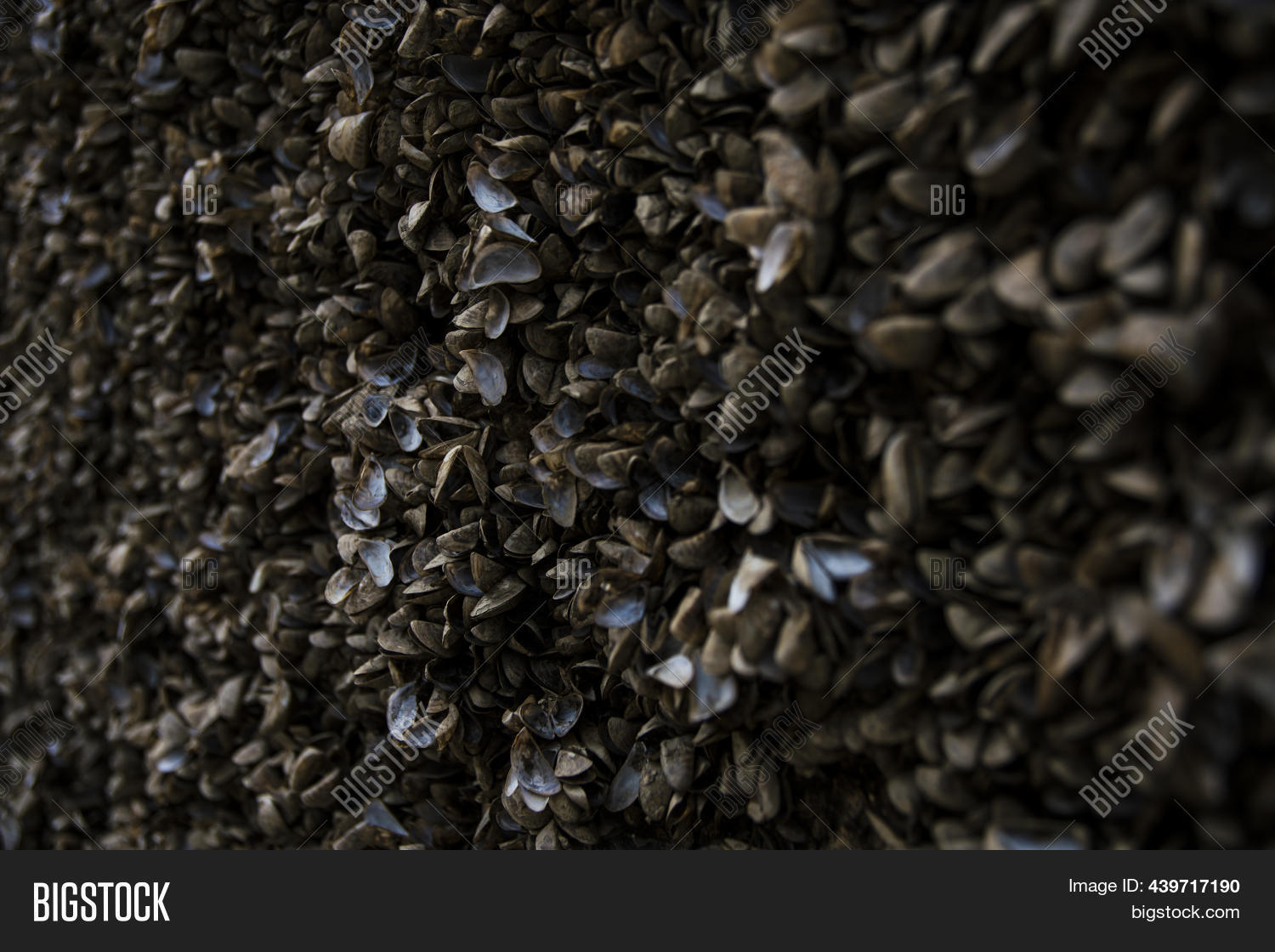 Small Clam Shells Image & Photo (Free Trial) | Bigstock