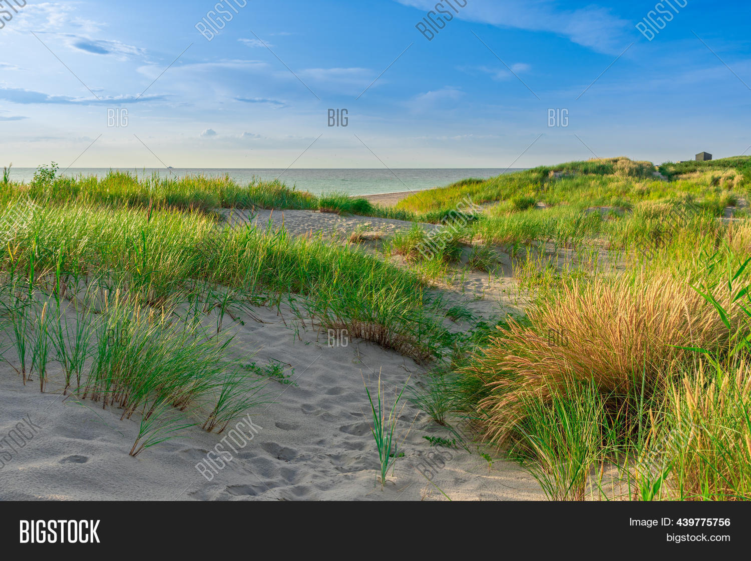Grass Growing On Sand Image & Photo (Free Trial) | Bigstock