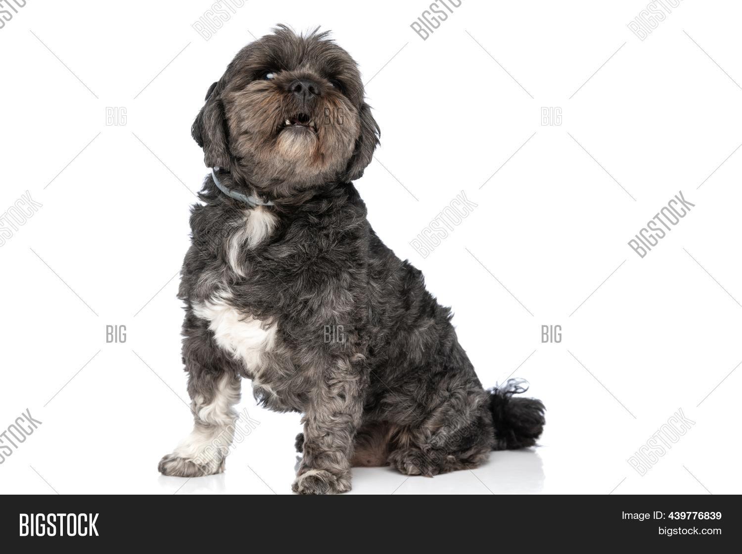 Seated Cute Metis Dog Image & Photo (Free Trial) | Bigstock