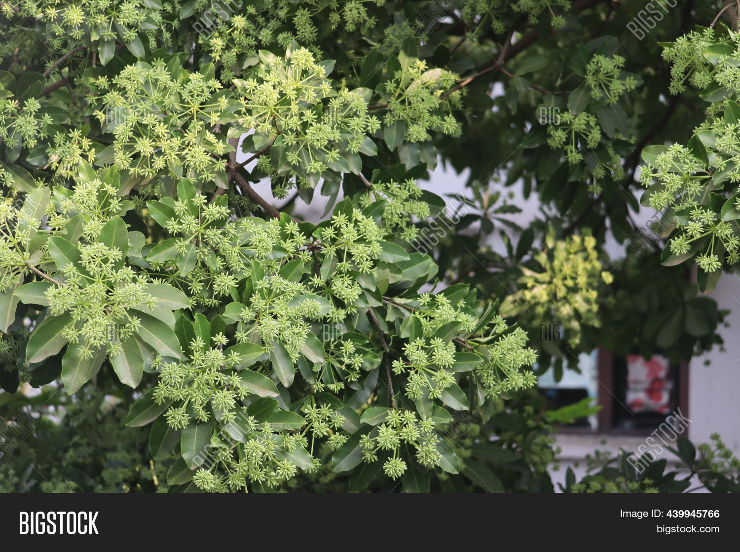 Alstonia Scholaris, Image & Photo (Free Trial) | Bigstock
