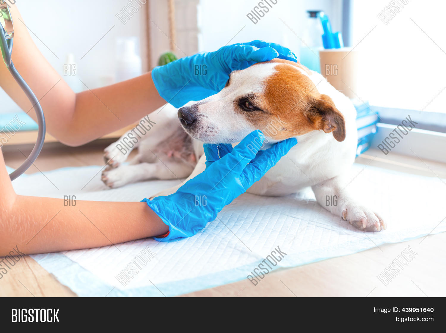 Veterinarian Blue Image & Photo (Free Trial) | Bigstock