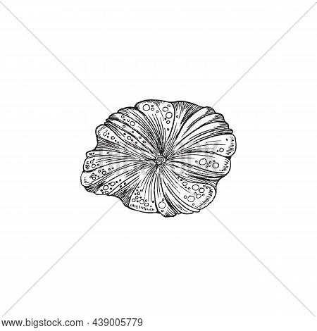Sea Sponge Engraved Vector & Photo (Free Trial) | Bigstock