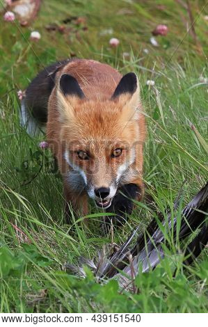 Closeup Red Fox Image & Photo (Free Trial) | Bigstock