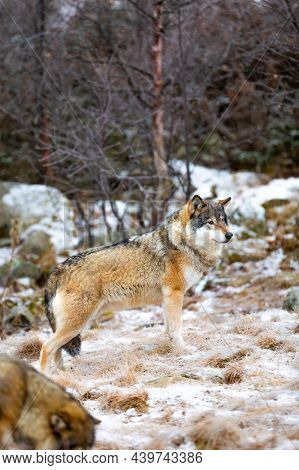 Alpha Wolf Images, Illustrations & Vectors (Free) - Bigstock