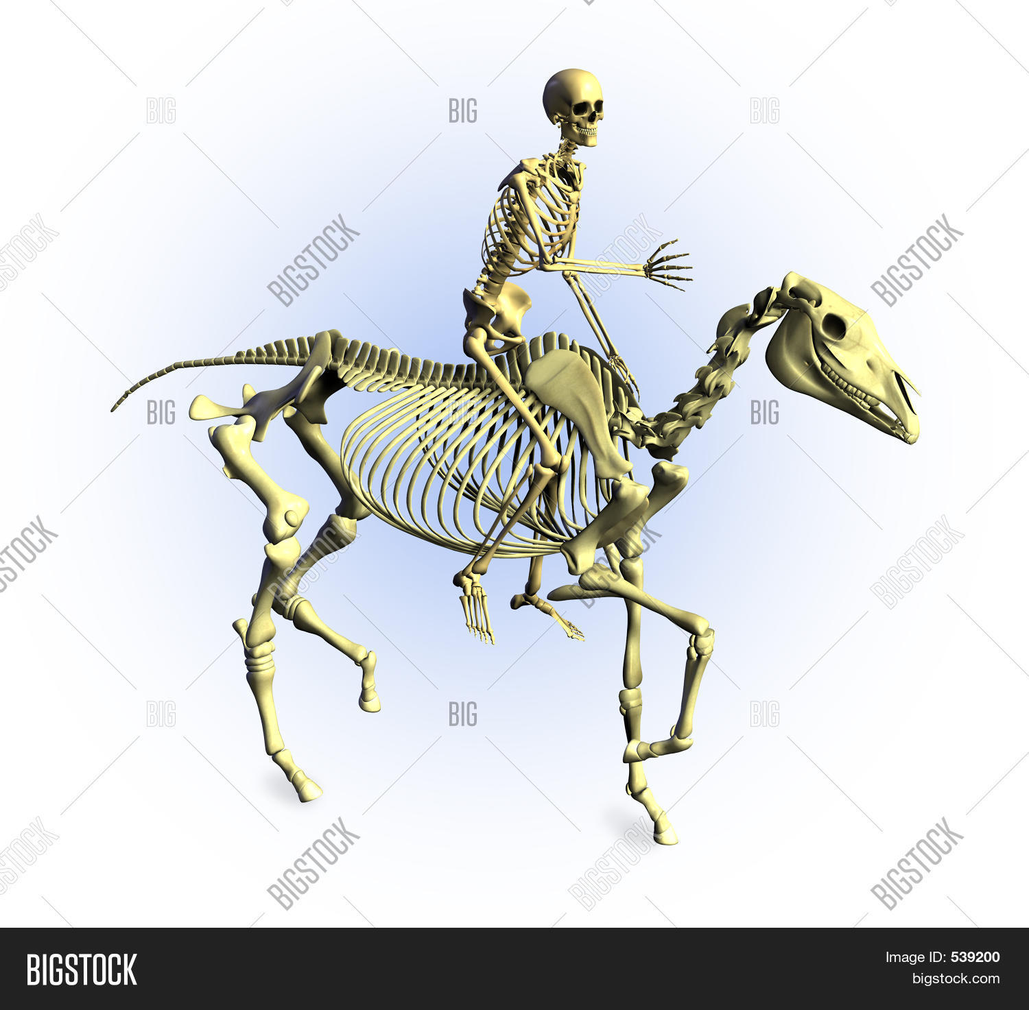Skeletons Riding Image & Photo (Free Trial) | Bigstock