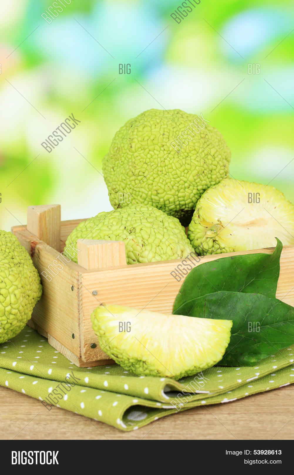 Osage Orange Fruits ( Image & Photo (Free Trial) | Bigstock