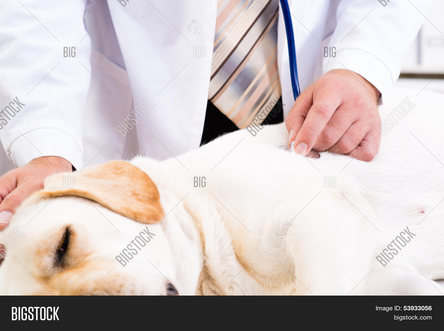 Vet Checks Health Dog Image & Photo (Free Trial) | Bigstock