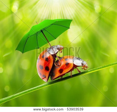 Lady Bugs Making Love Images, Illustrations & Vectors (Free) - Bigstock