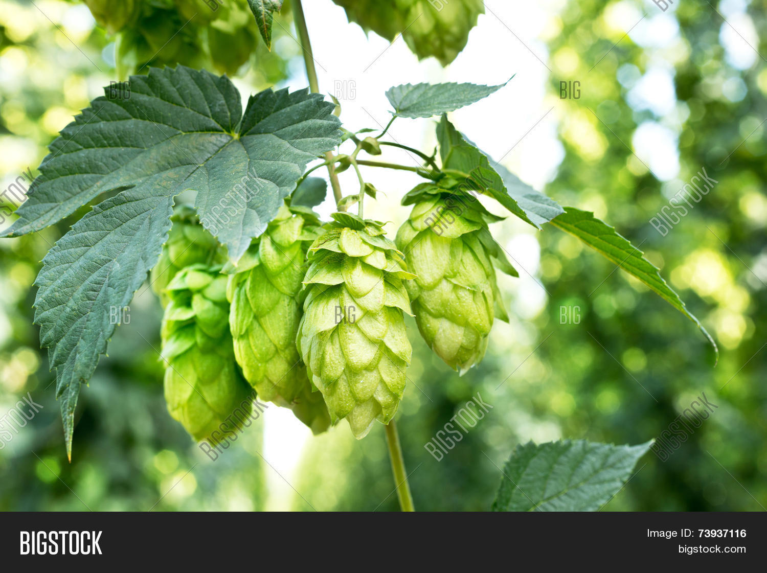 Hop Cones Image & Photo (Free Trial) | Bigstock