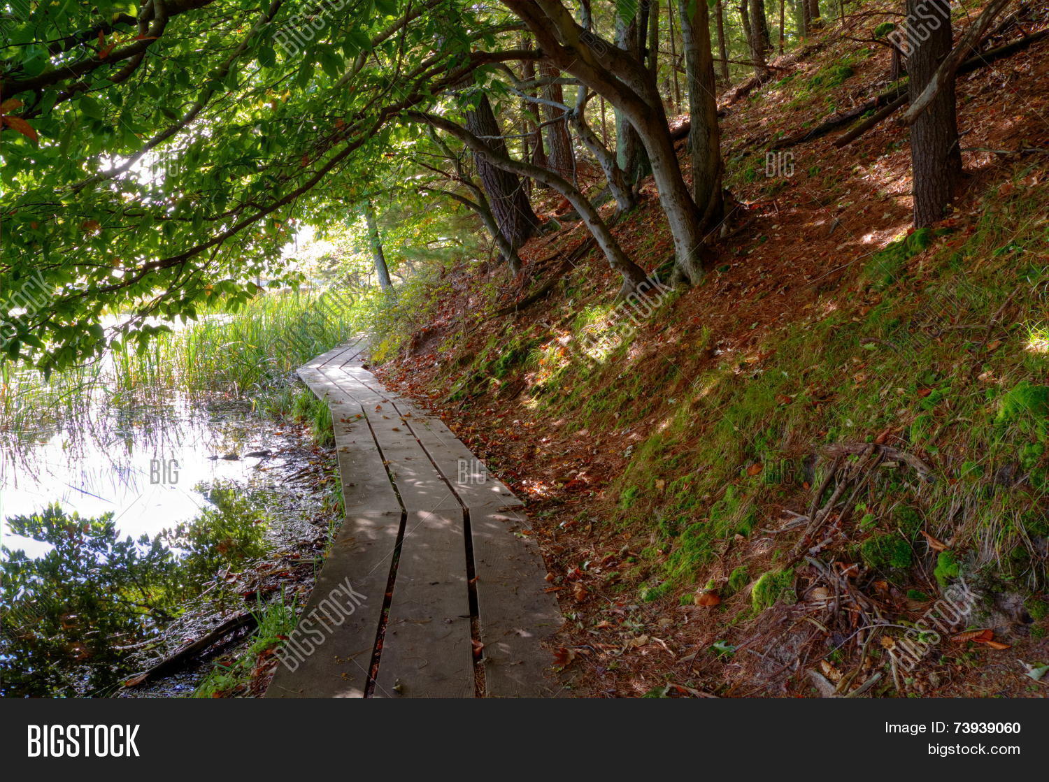 Walk Woods Image & Photo (Free Trial) | Bigstock
