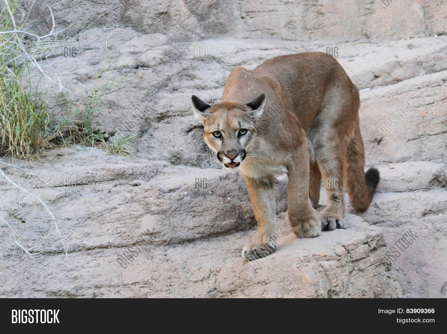 Mountain Lion (puma Image & Photo (Free Trial) | Bigstock