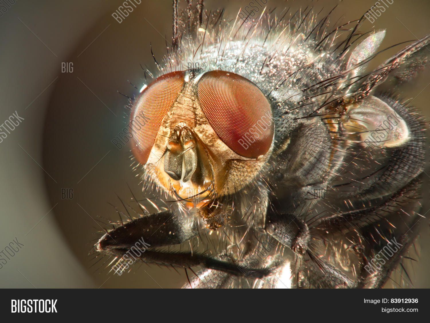 Super-macro Fly Image & Photo (Free Trial) | Bigstock