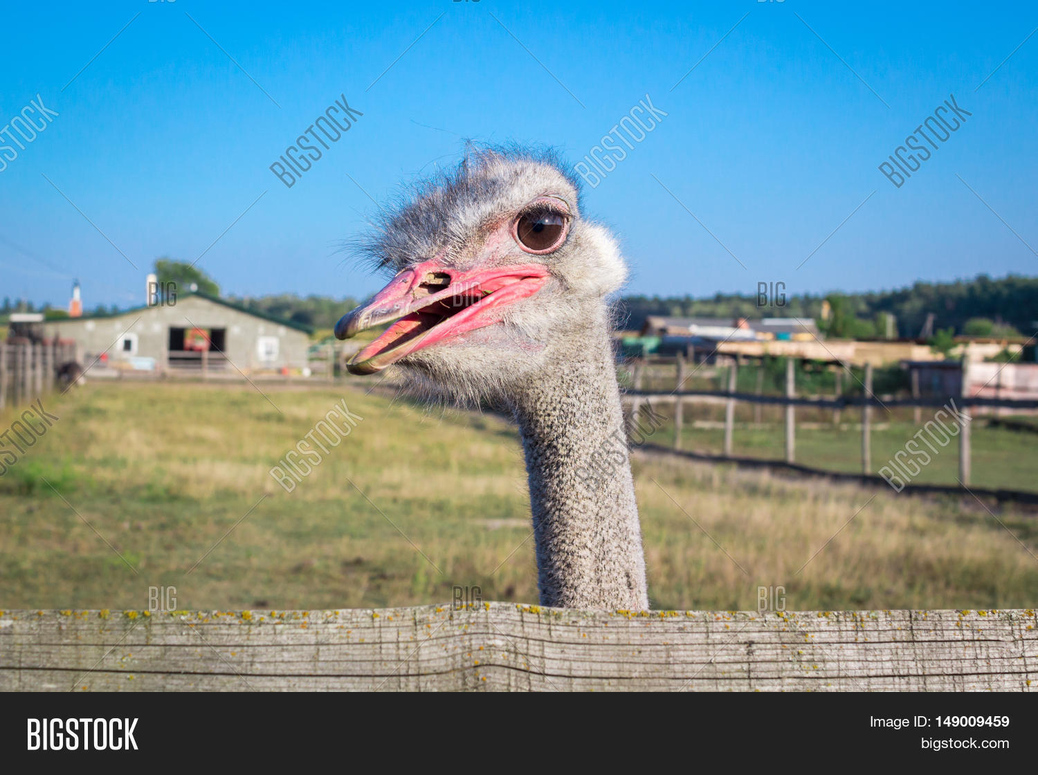 Ostrich Birds Head On Image & Photo (Free Trial) | Bigstock