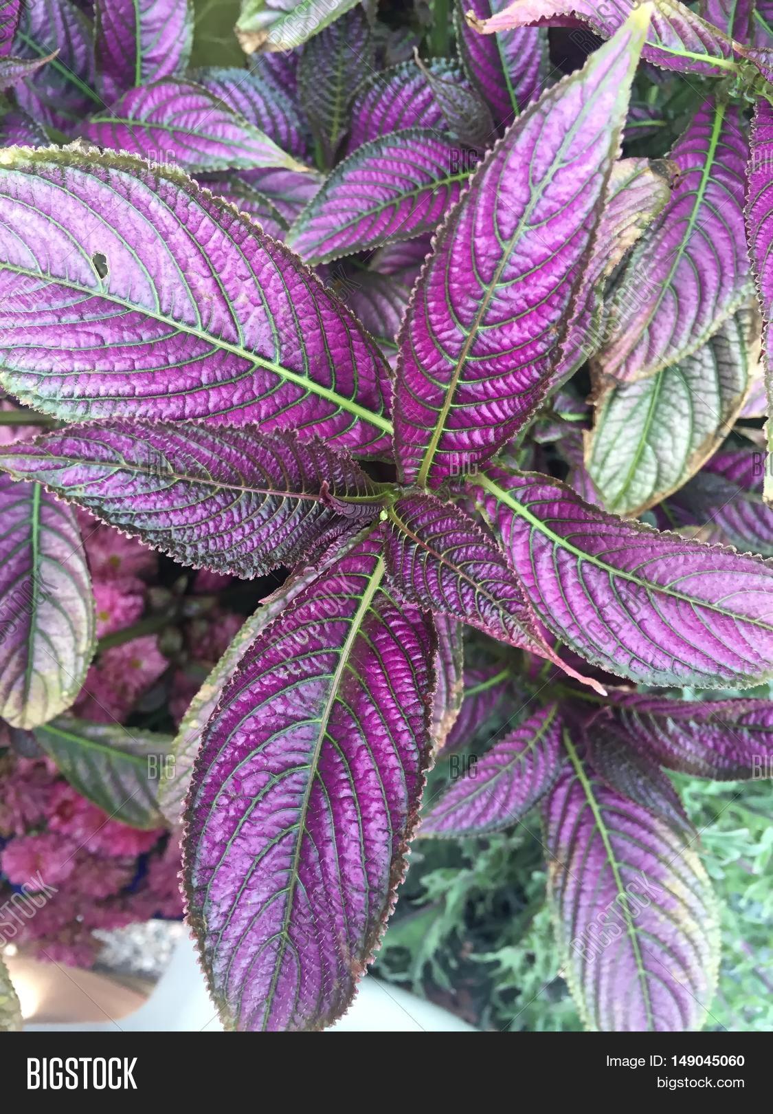 Strobilanthes Image & Photo (Free Trial) | Bigstock